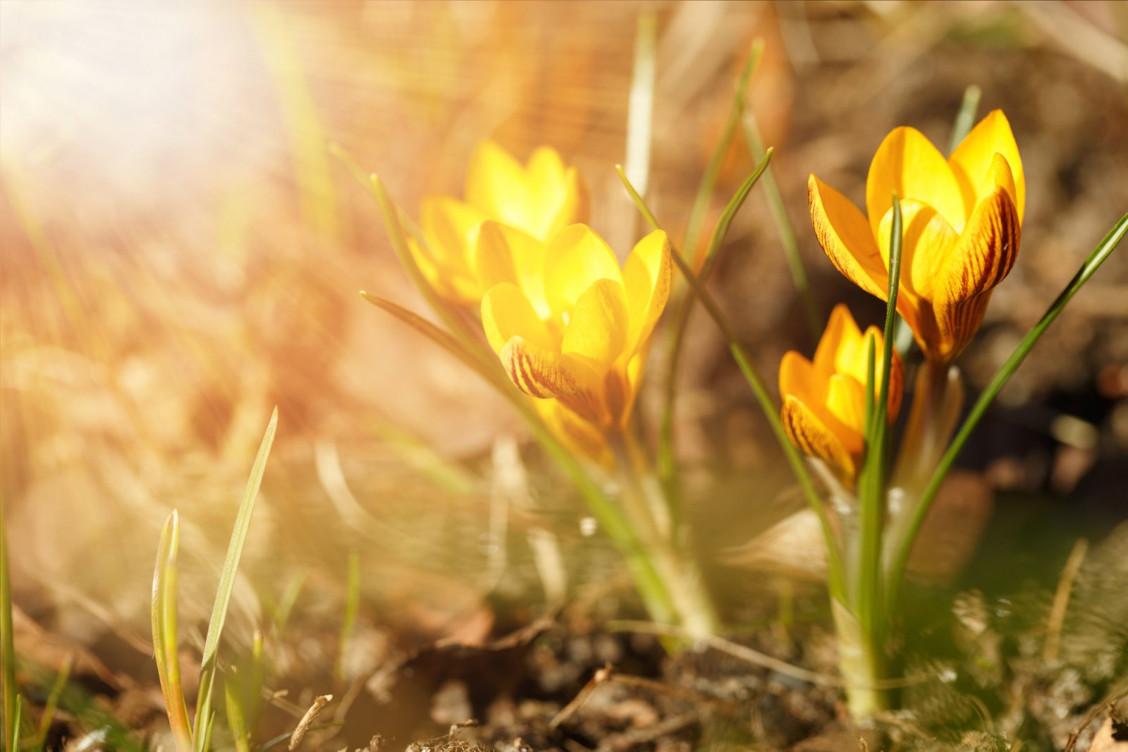 TÄNA ALGAB KEVAD: 10 asja, mida kevadisel pööripäeval teha - Alkeemia