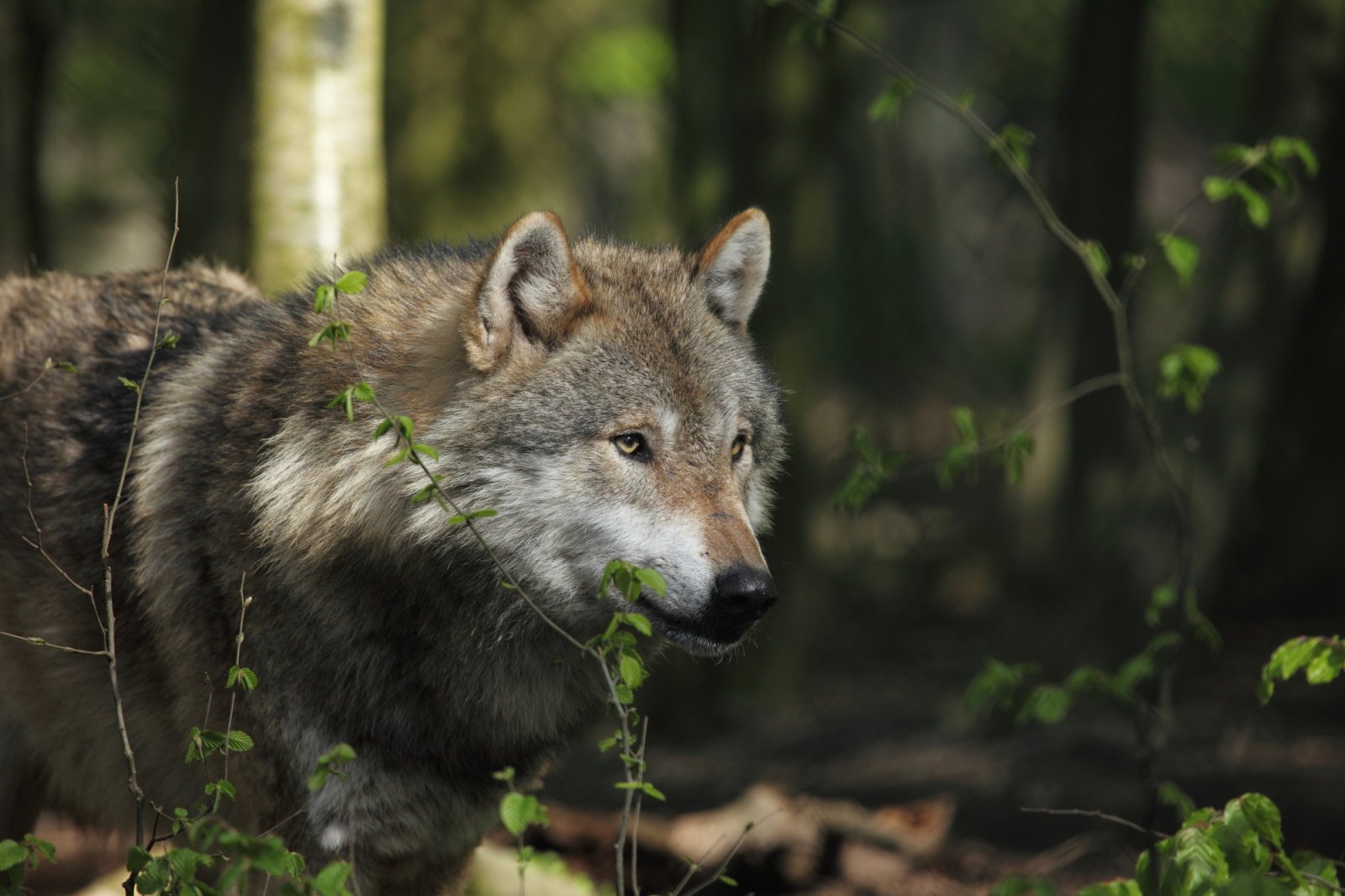 Eesti rahvusloomaks kuulutati hunt - metsiku ja puutumatu looduse ...
